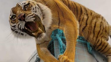 An Appreciation of the Tiger in "Life of Pi"