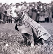 Interview: Director Richard Lanni On 'Sgt. Stubby,' Opening In Theaters ...