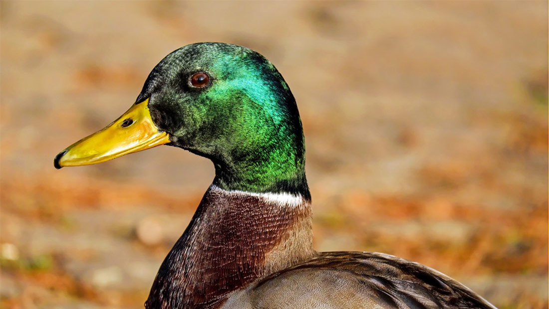 'Ernest & Celestine' Director Benjamin Renner Will Helm An Illumination ...